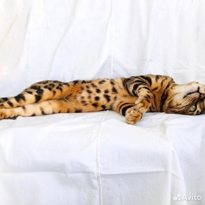 Красавец кот Кирюша для вязки