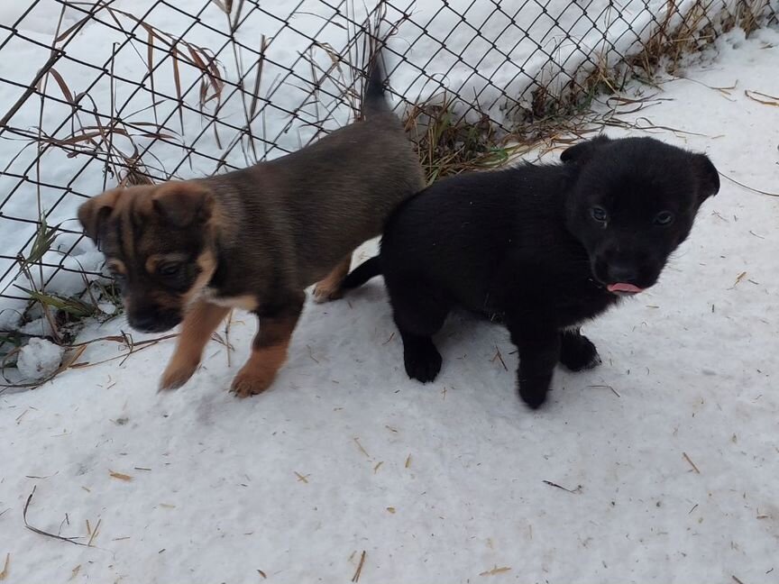 Кутята дворняшки в добрые руки