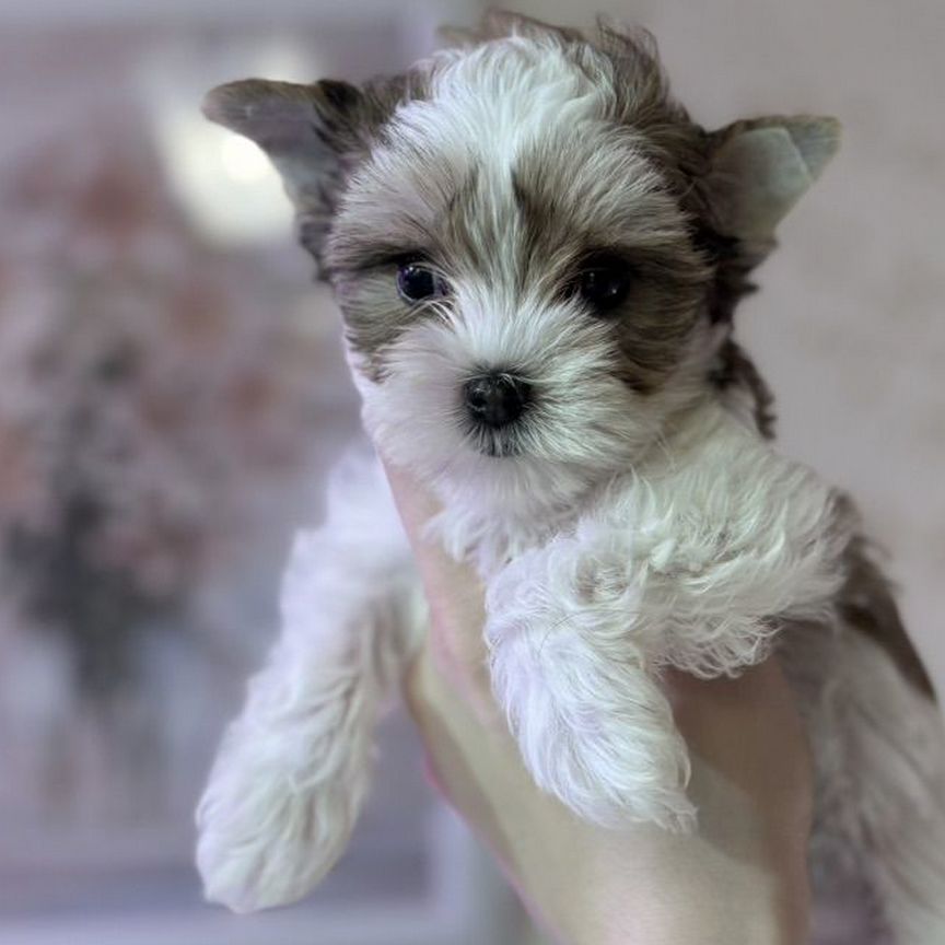 Йоркширский терьер, щенок