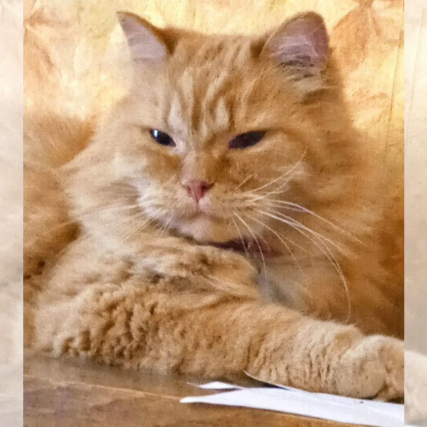 Мейн-кун, взрослый кот