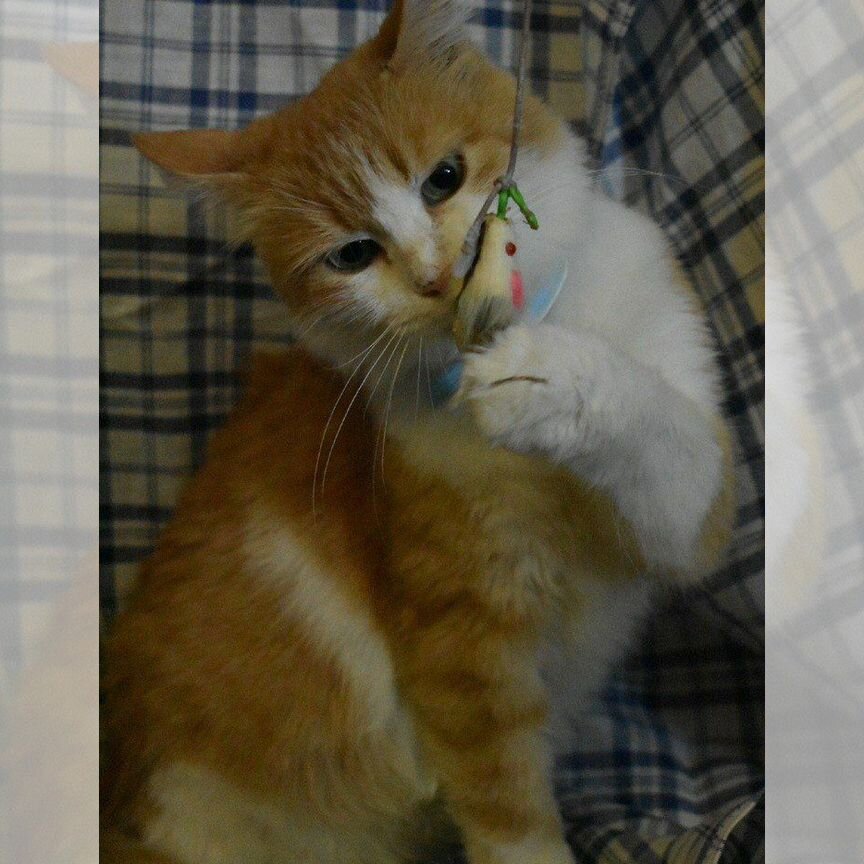 Кошки в добрые руки
