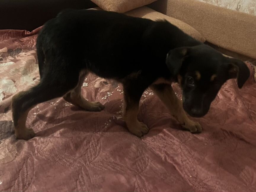 Щенок в добрые руки