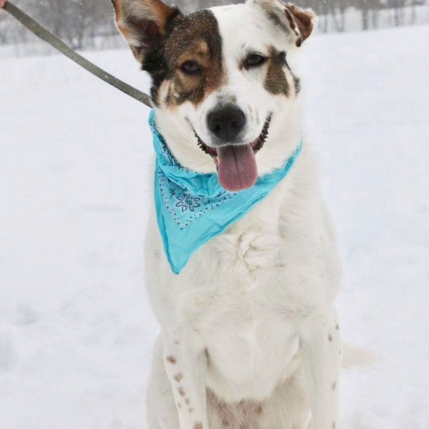 Собака Олли из приюта Некрасовка