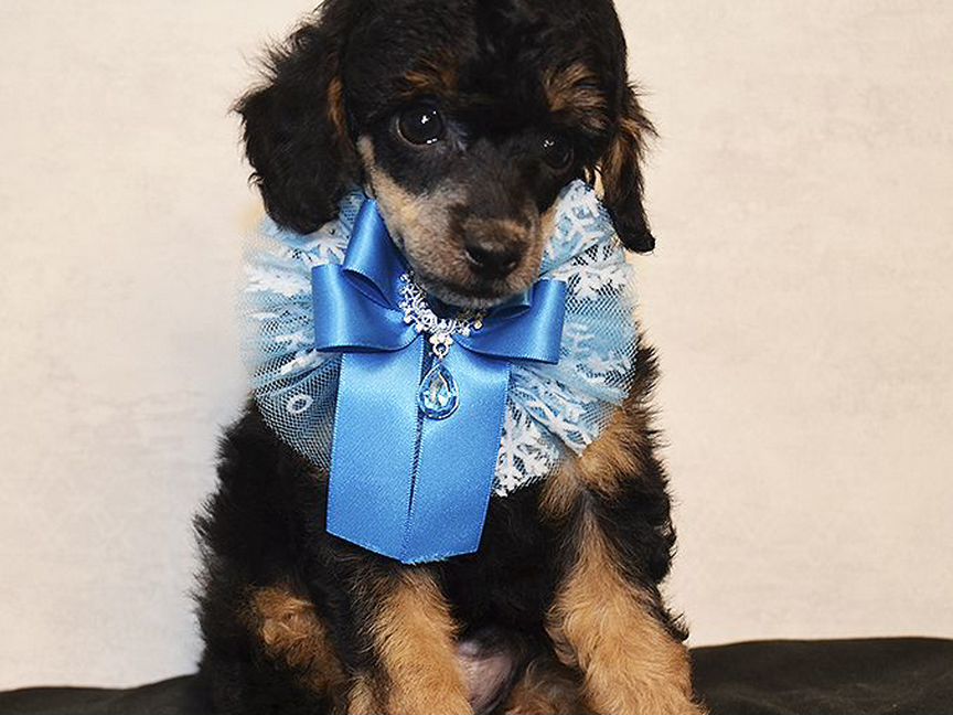 Той-пудель мальчик, с документами