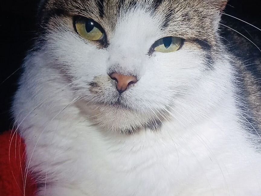 Кошка