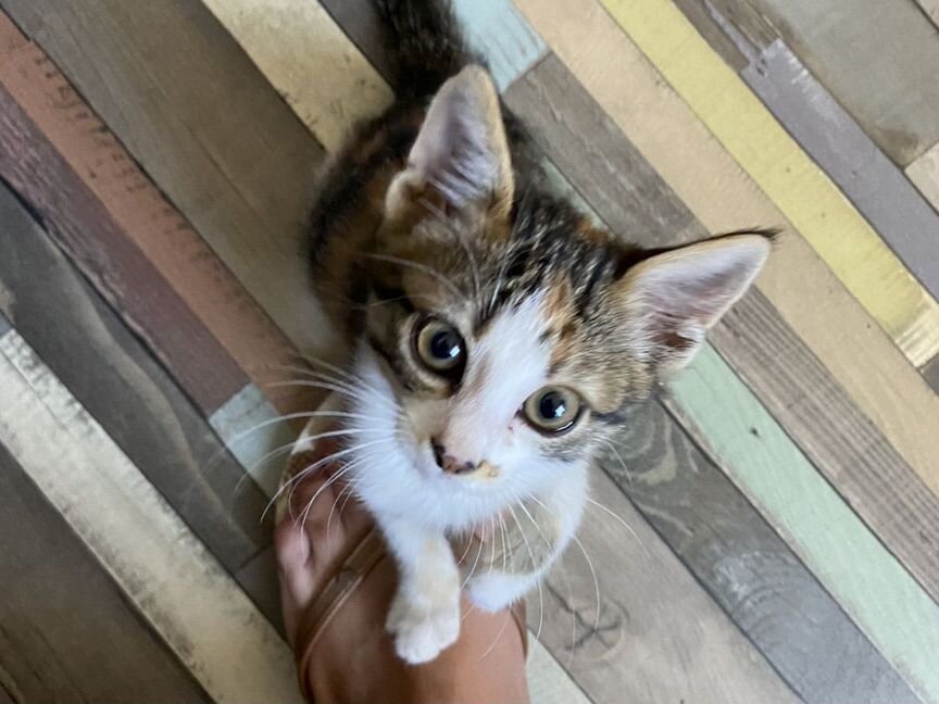 Кошечка в добрые руки