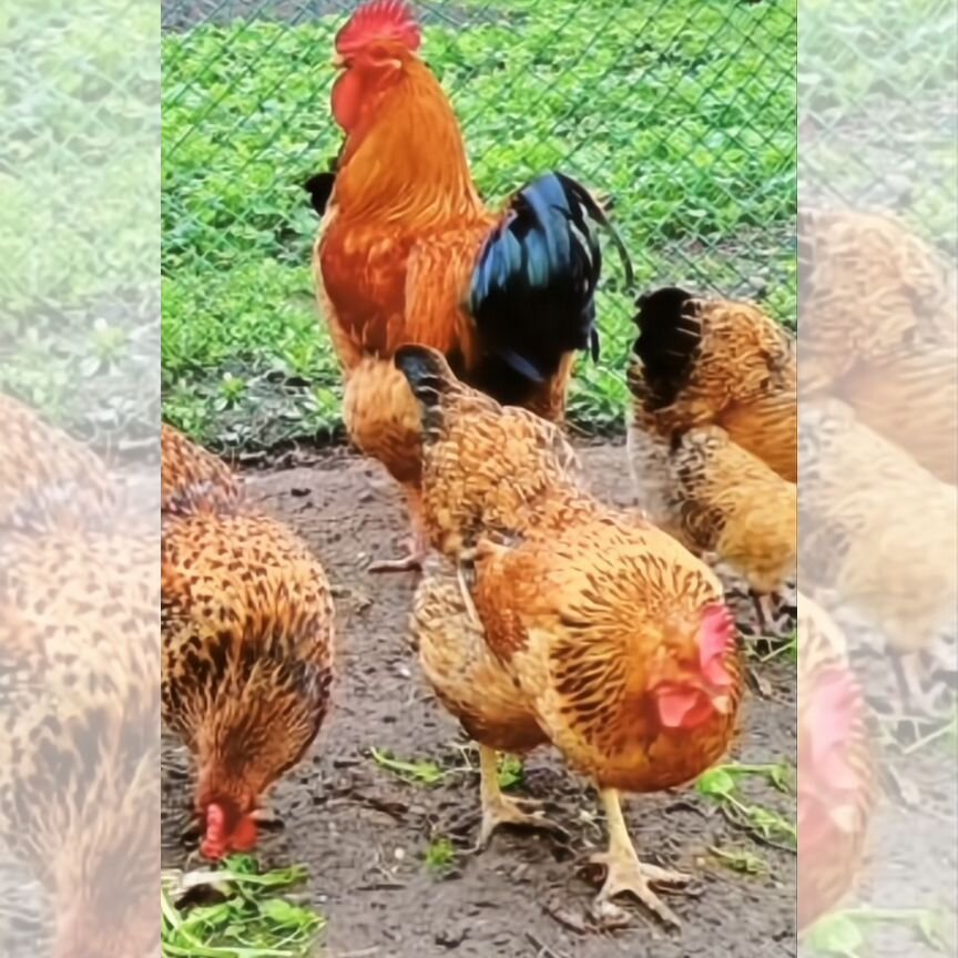 Инкубационное яйцо кур породы кучинская юбилейная