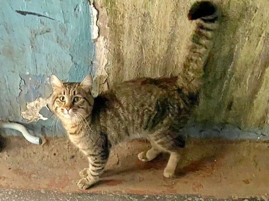 Нужен хозяин хорошему ласковому котику