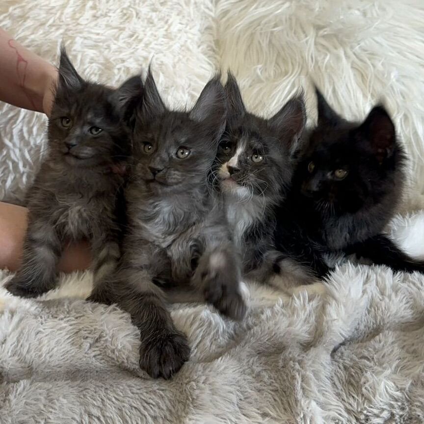 Мейн-кун котёнок