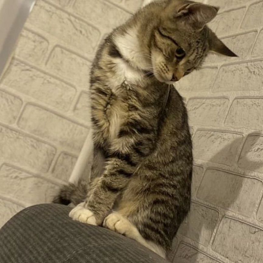 Кошки