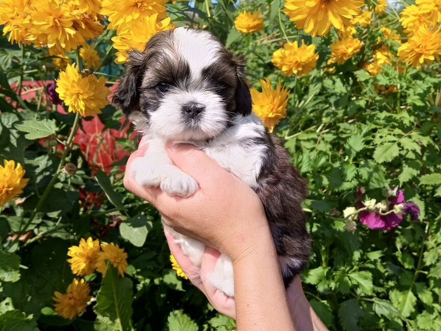 Шит цу щенки