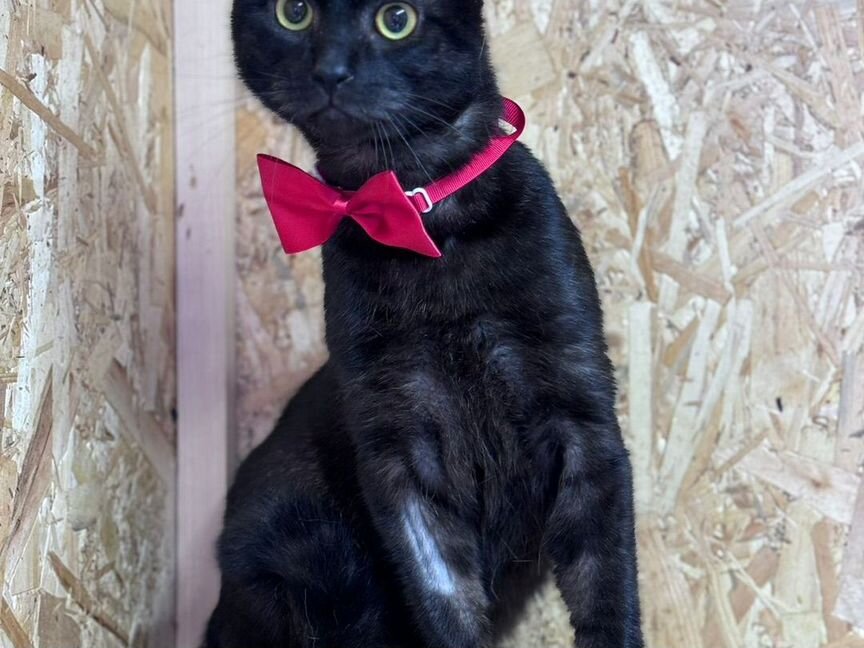 Красивый черный кот из приюта