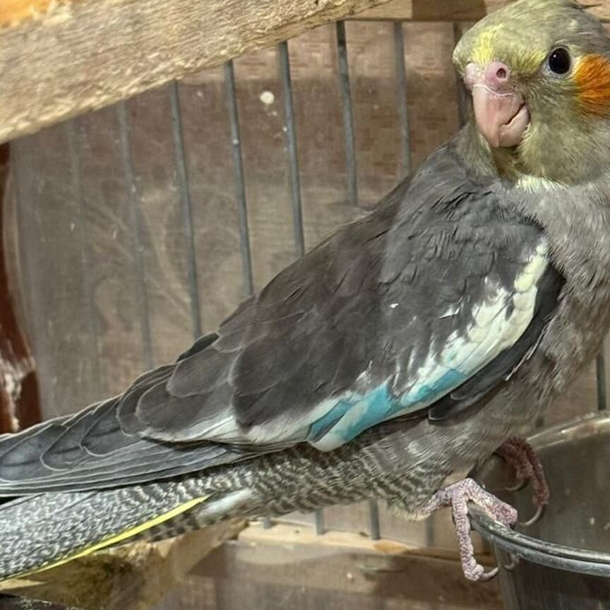 Попугай корелла мальчик и девочка