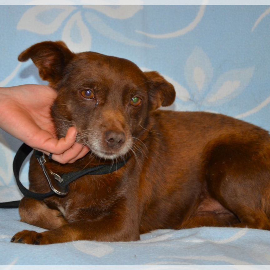 Шустрик в поисках семьи