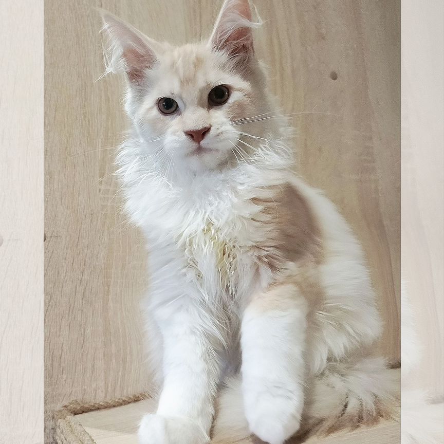 Котенок мальчик мейн-кун