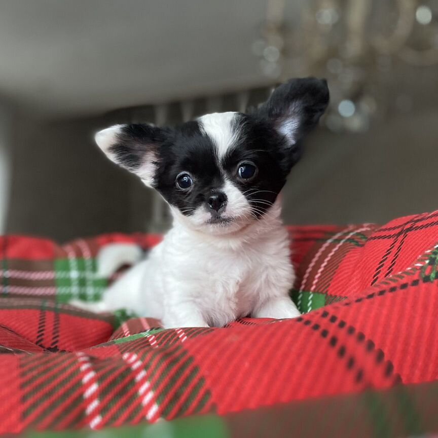 Щенки чихуахуа