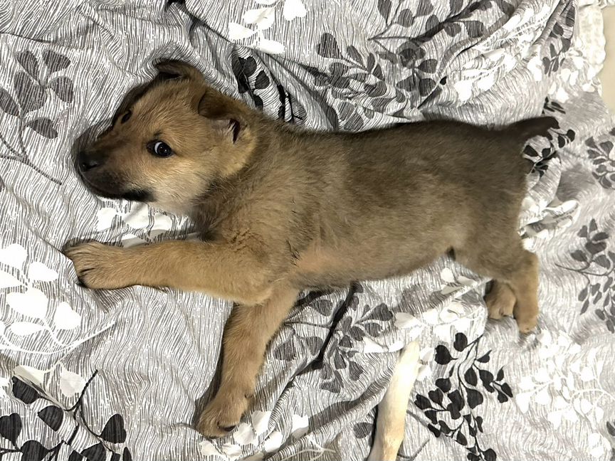 Щенок 2 месяца девочка