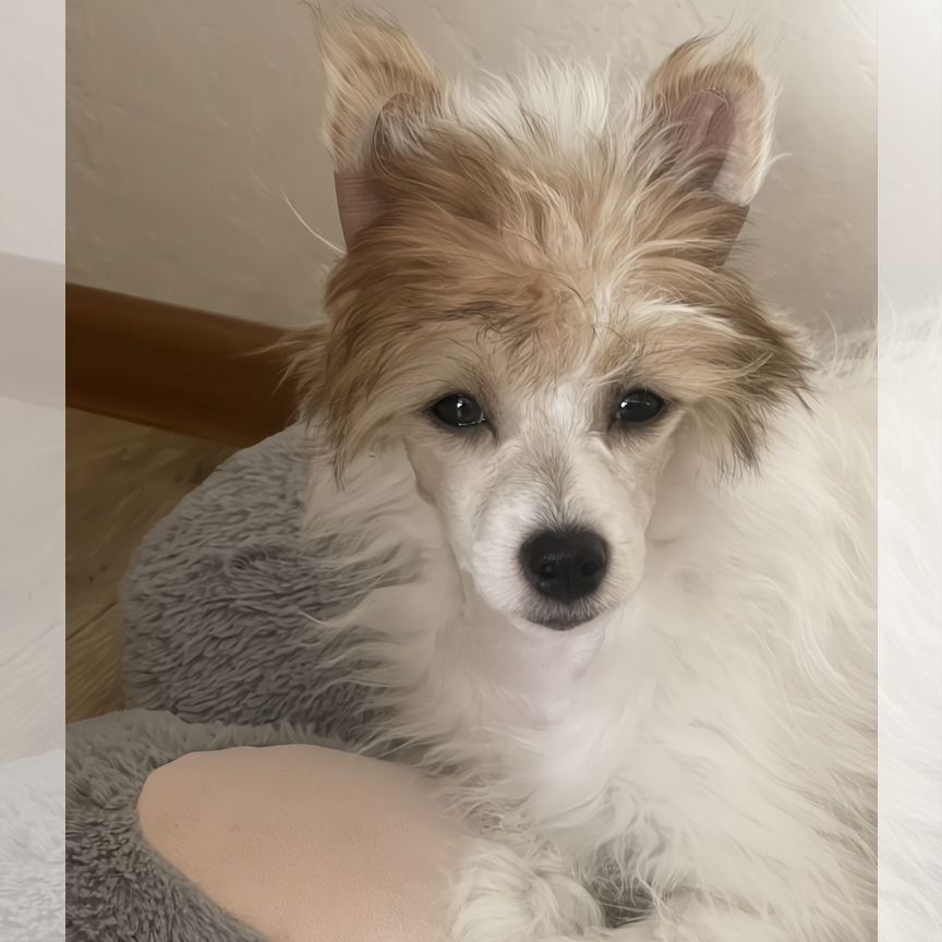 Китайская хохлатая, щенок