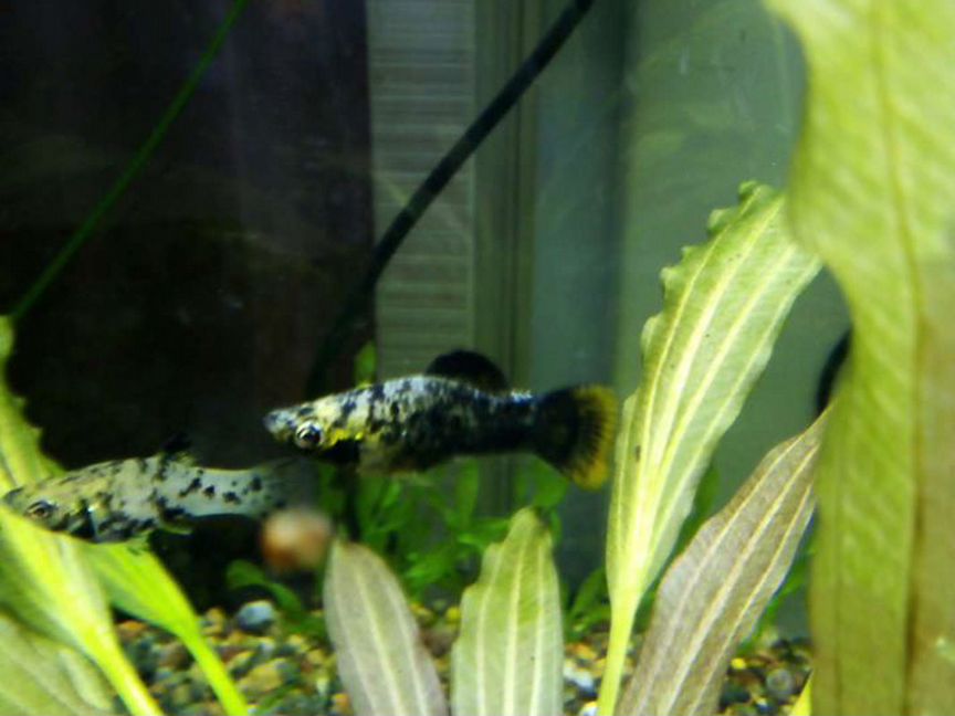 Рыбки моллинезии в аквариум