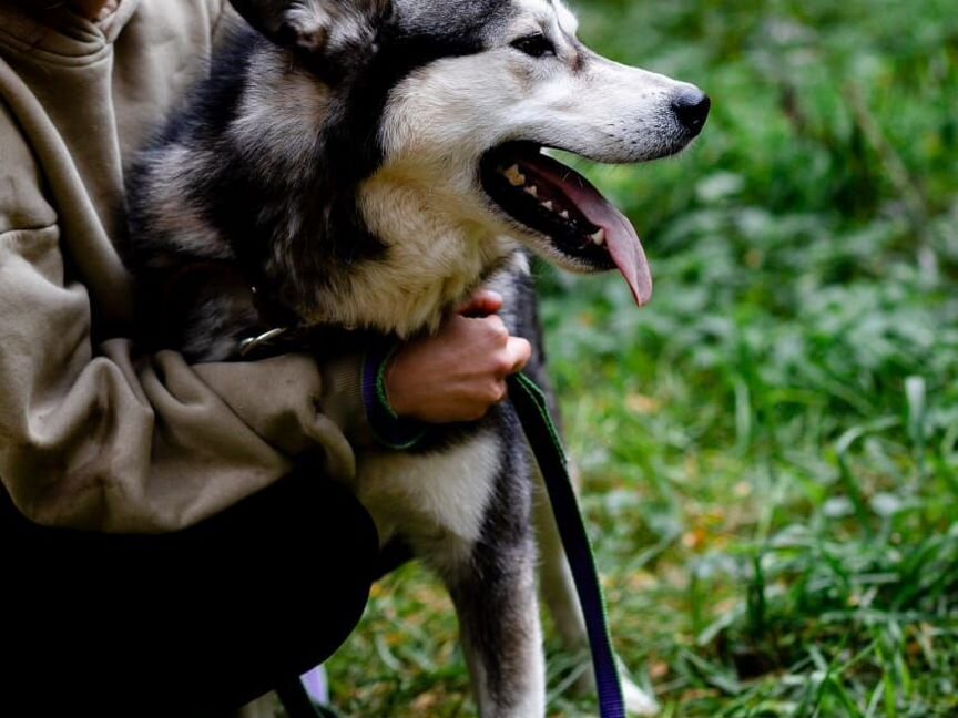 Все ещё в приюте