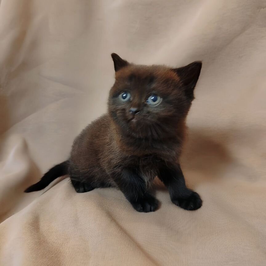 Шотландская шоколадная кошечка