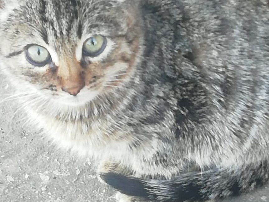Котята в дар