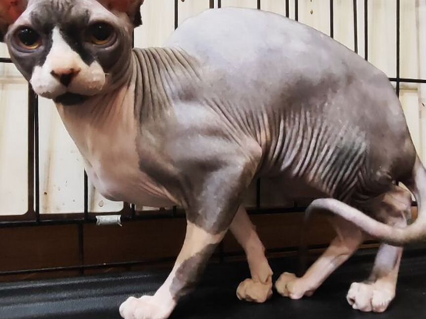 Канадский сфинкс кот