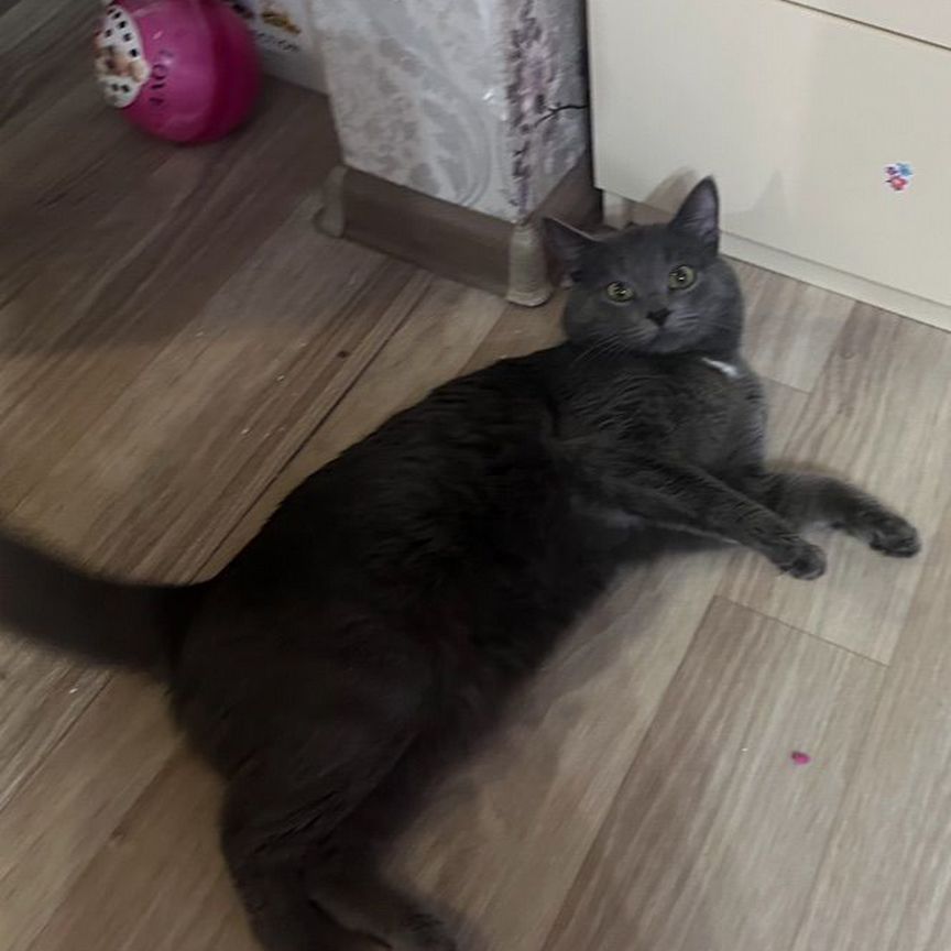 Отдам кота в добрые руки бесплатно