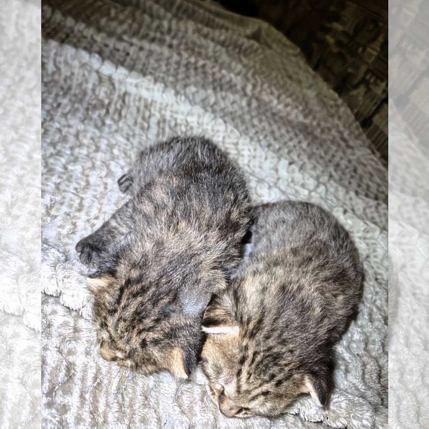 Египетская мау котёнок