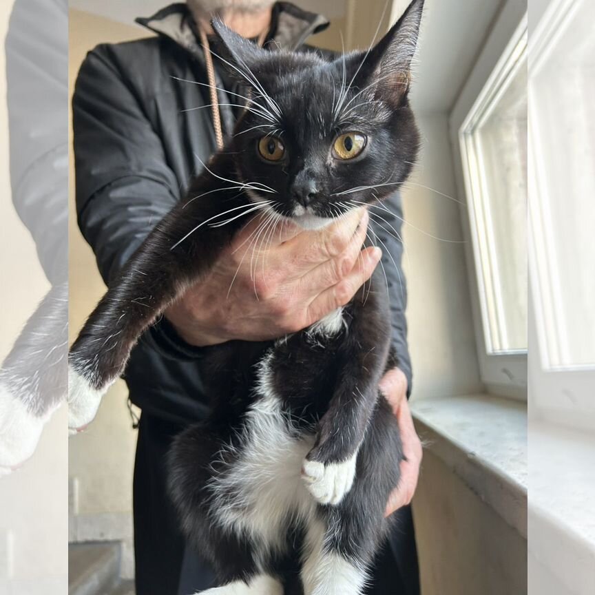 Котёнка Мию выбросили