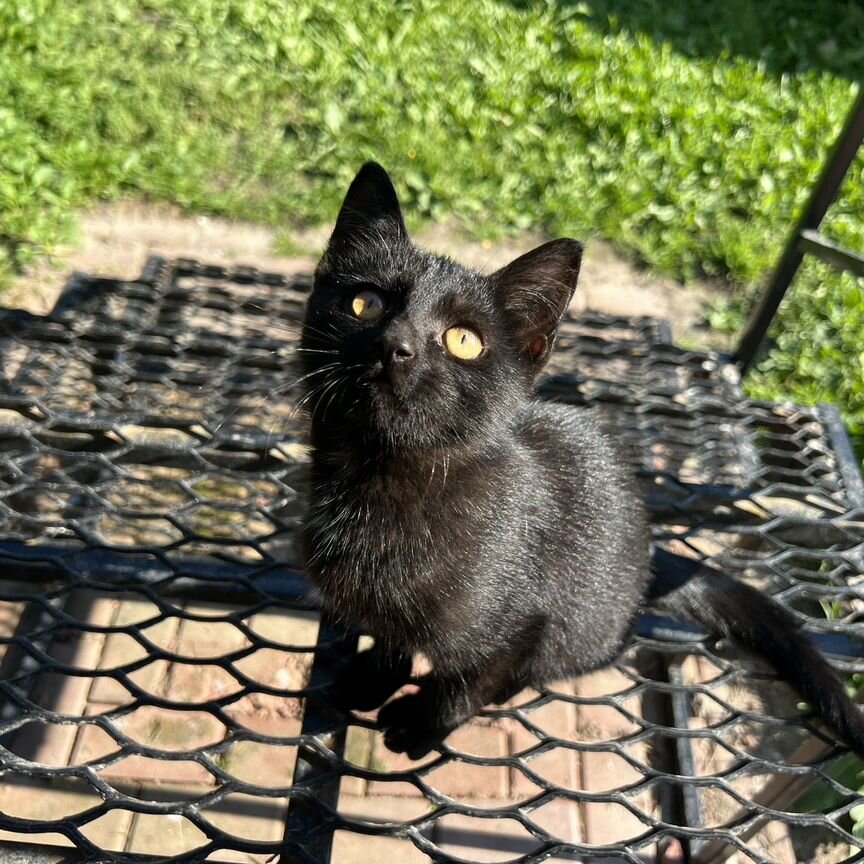 Котенок в добрые руки