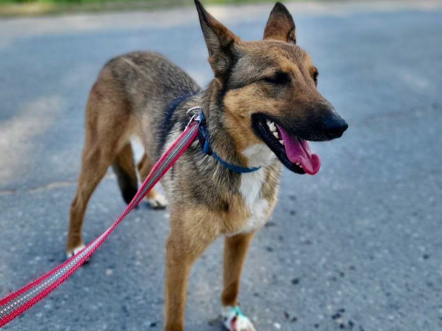 Юная собака добрым людям