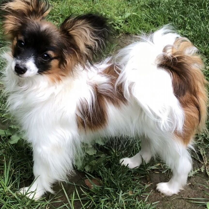 Для Шоу и разведения девочка Рокси