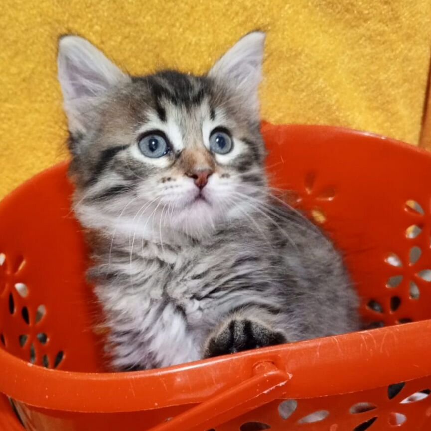 Котята - очаровашки в добрые руки