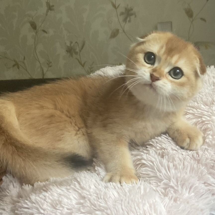 Шотландский котик Квентин ny 12