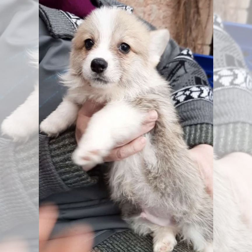 Вельш Корги Пемброк, щенок