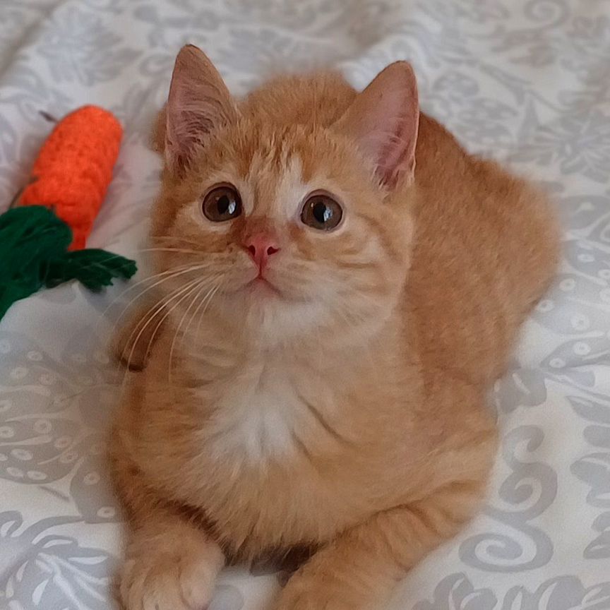 Солнечный, яркий котенок