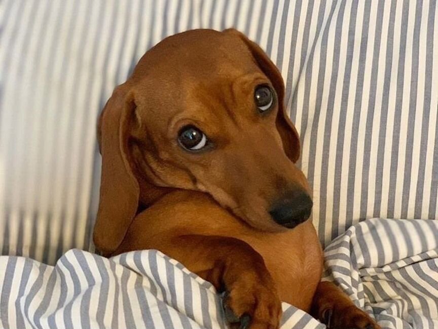 Метис таксы