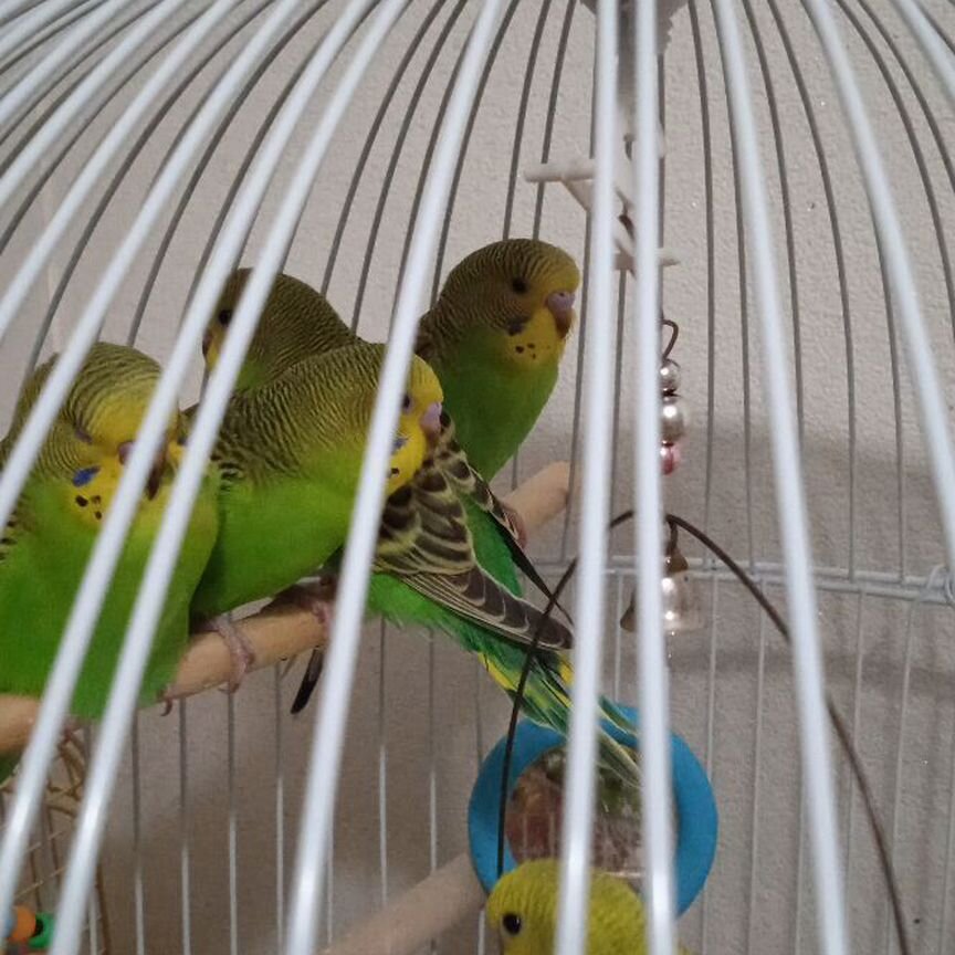 Птенцы волнистый попугай