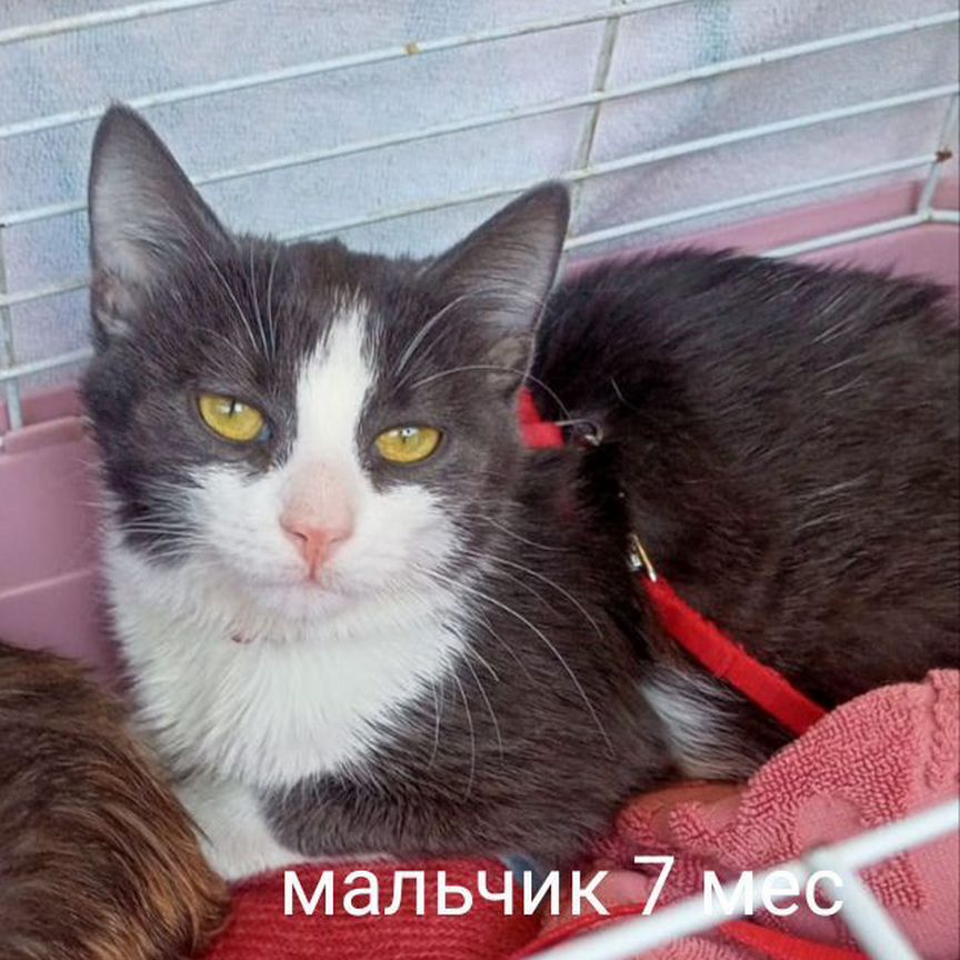 Котик 6-7 мес