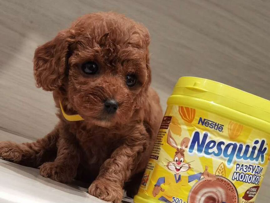 Мальтипу f1 девочки и мальчики