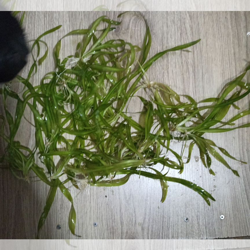 Аквариумное растение