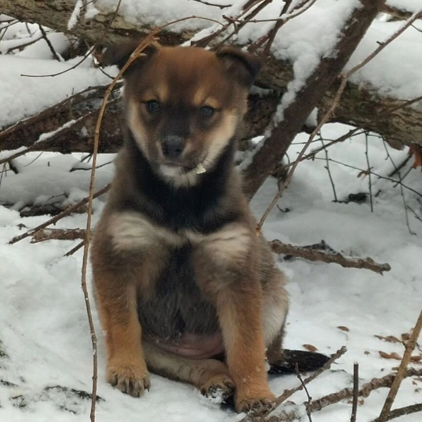 Щенок в добрые руки