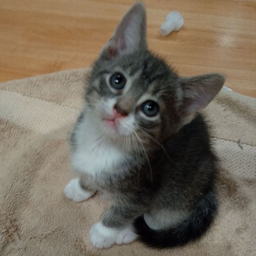 Котенок 1,5 месяца. Бесплатно