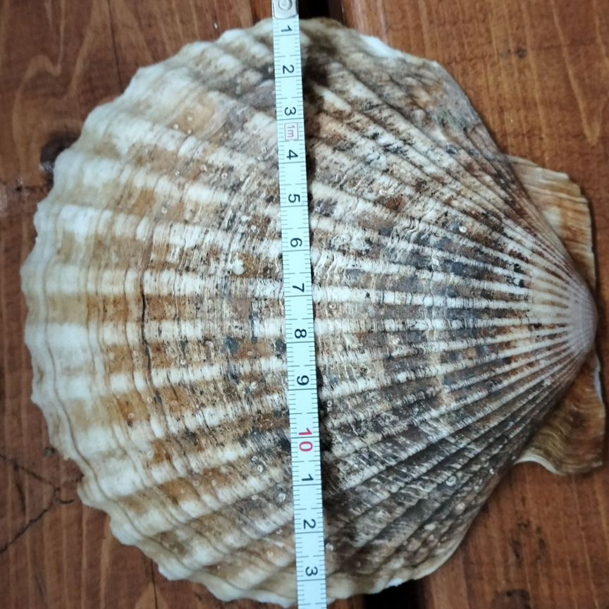 Для аквариума украшение