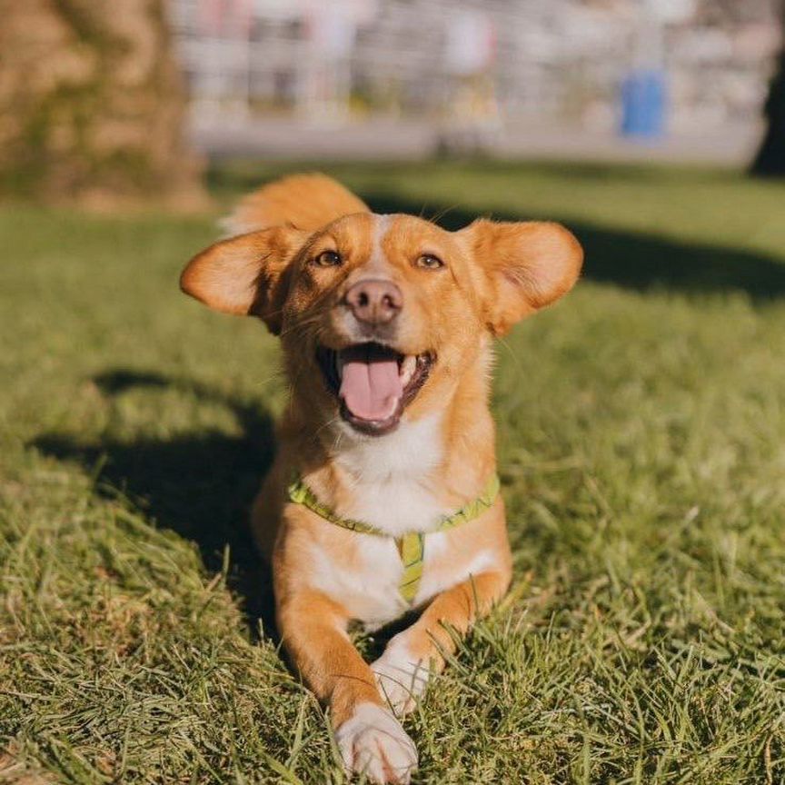 Алиса ищет дом