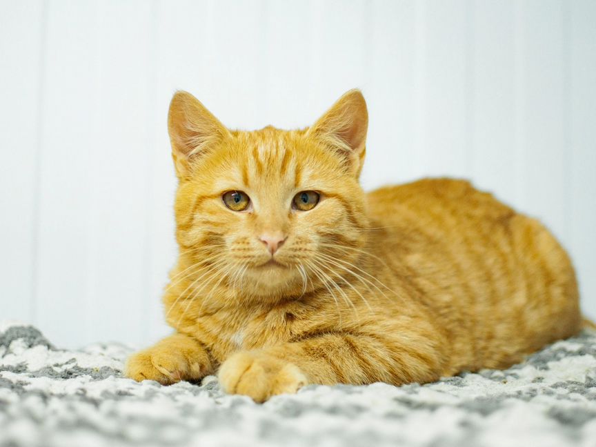 Котенок рыжий в добрые руки