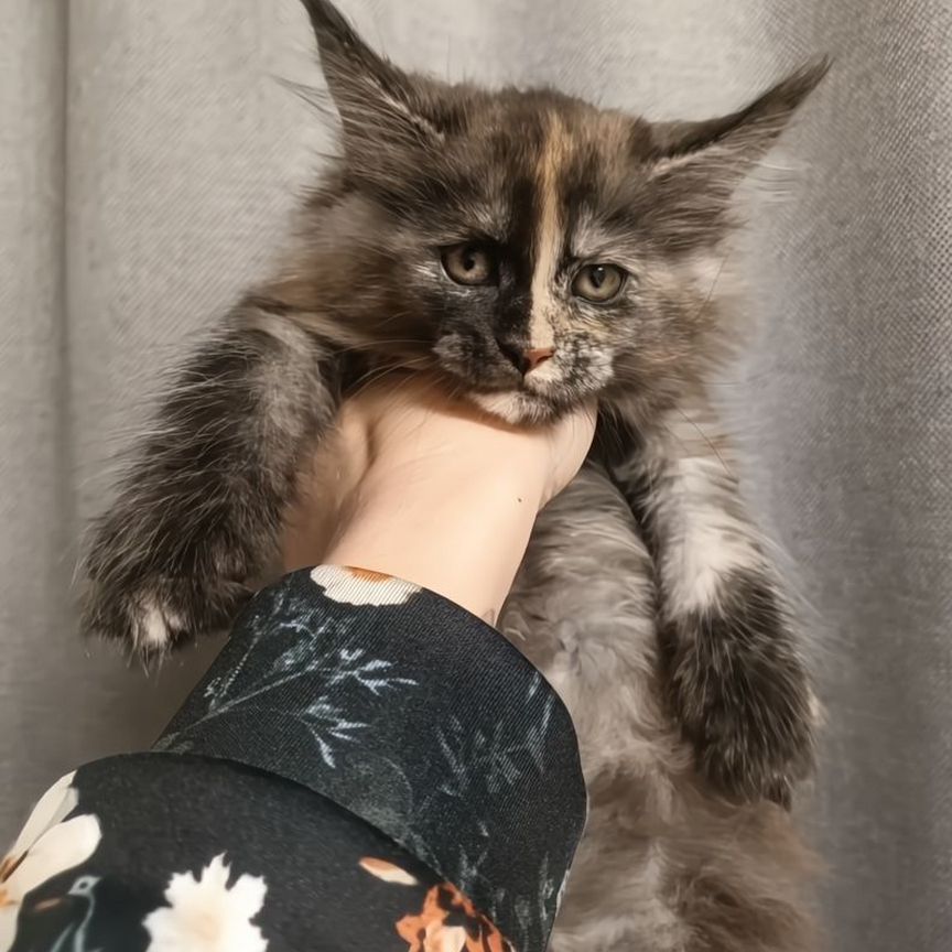 Мейн-кун котёнок