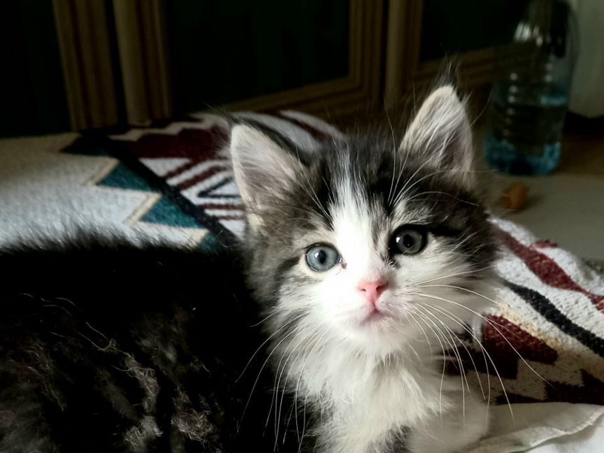 Котёнок девочка бесплатно,в дар, в добрые руки