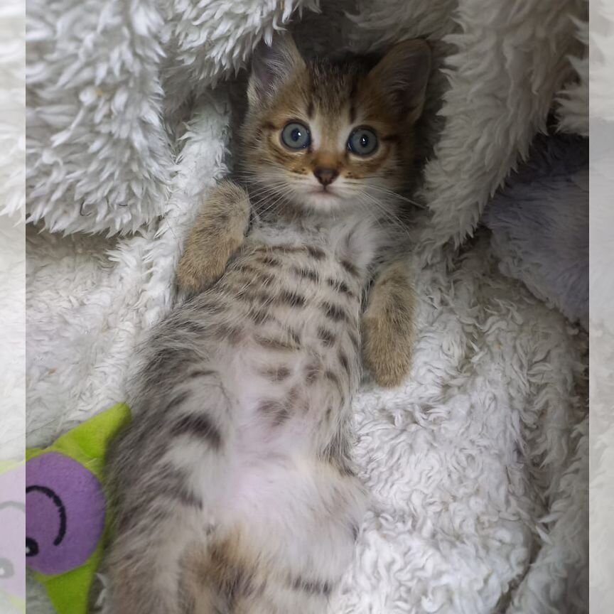 Котёнок в добрые руки